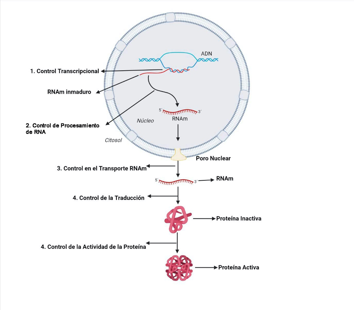 Ejemplo De Transcripción Universitaria De Licenciatura